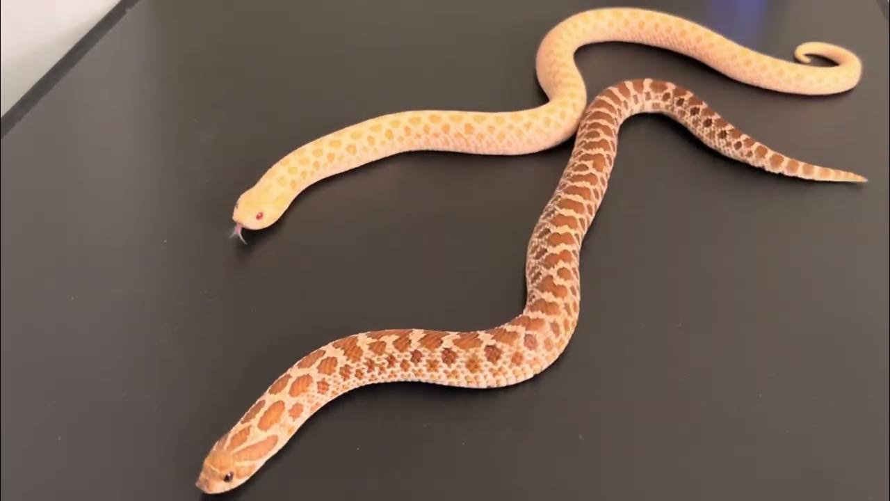 My two yearling female western hognose snakes size comparison:#reptiles ...