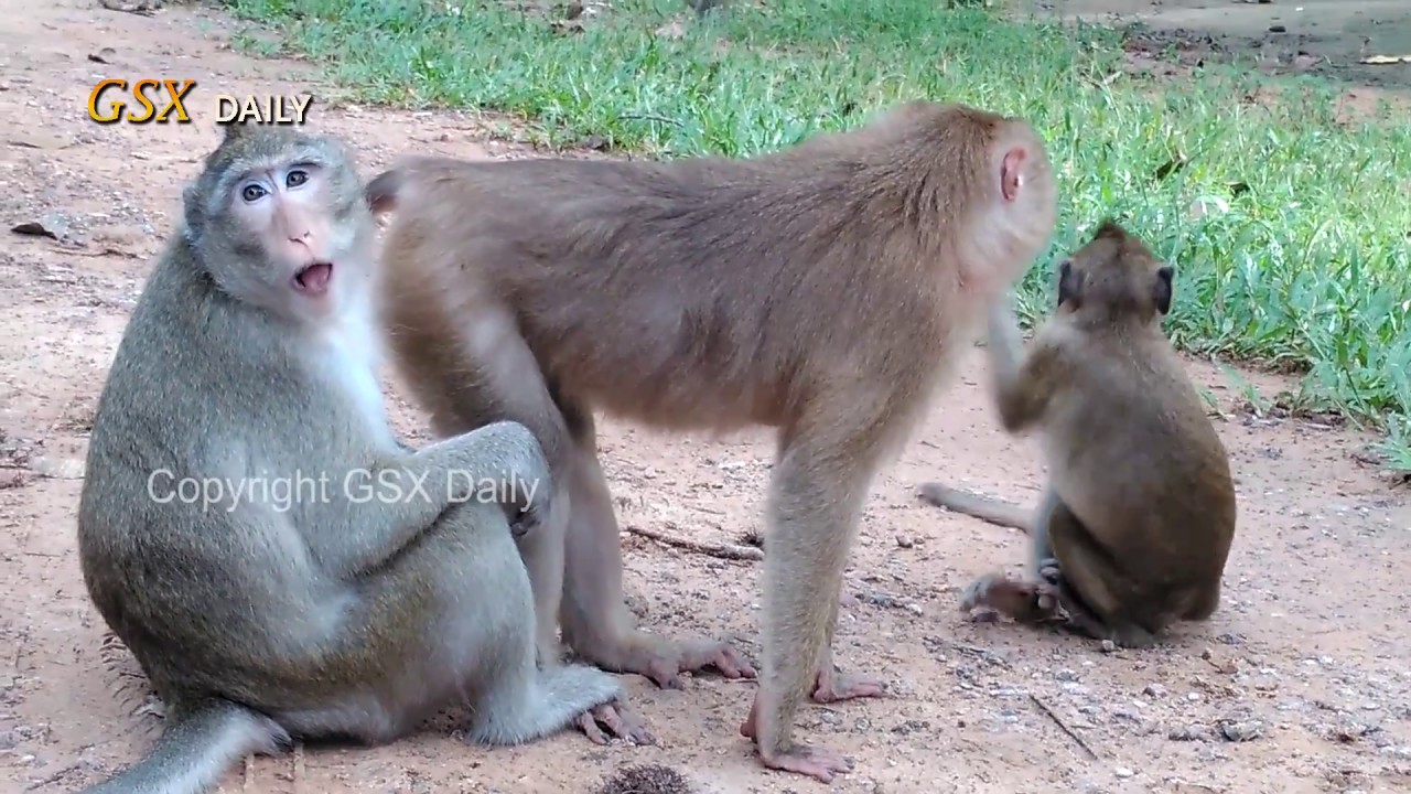 Chines Beautiful Girls VS Funny Monkey Group Playing Near Angkor Wat ...