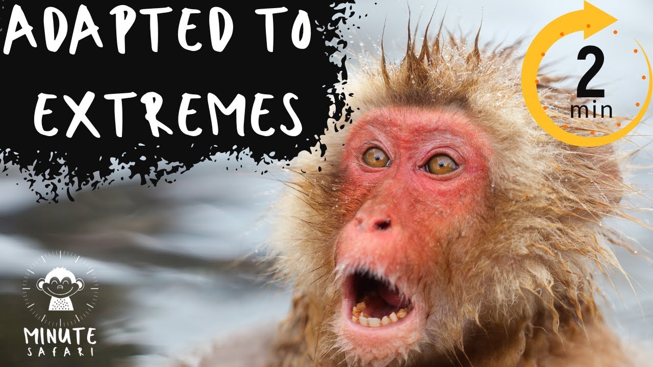 Adapted to Extremes | 2 Minute Safari | 5 Animals That Conquer Harsh ...