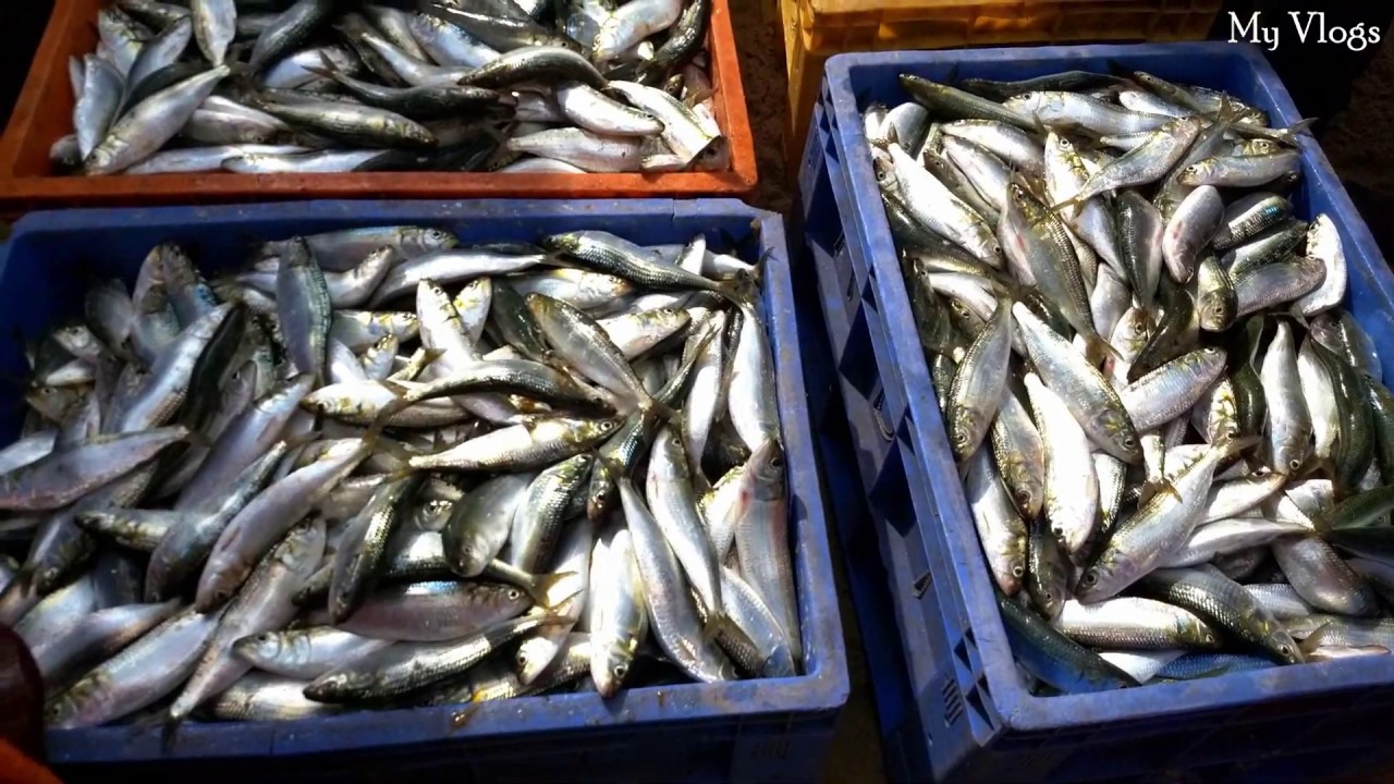 Fishing in Bekal Beach | Beautiful Fishing Boats | Bekal Fort Beach in ...