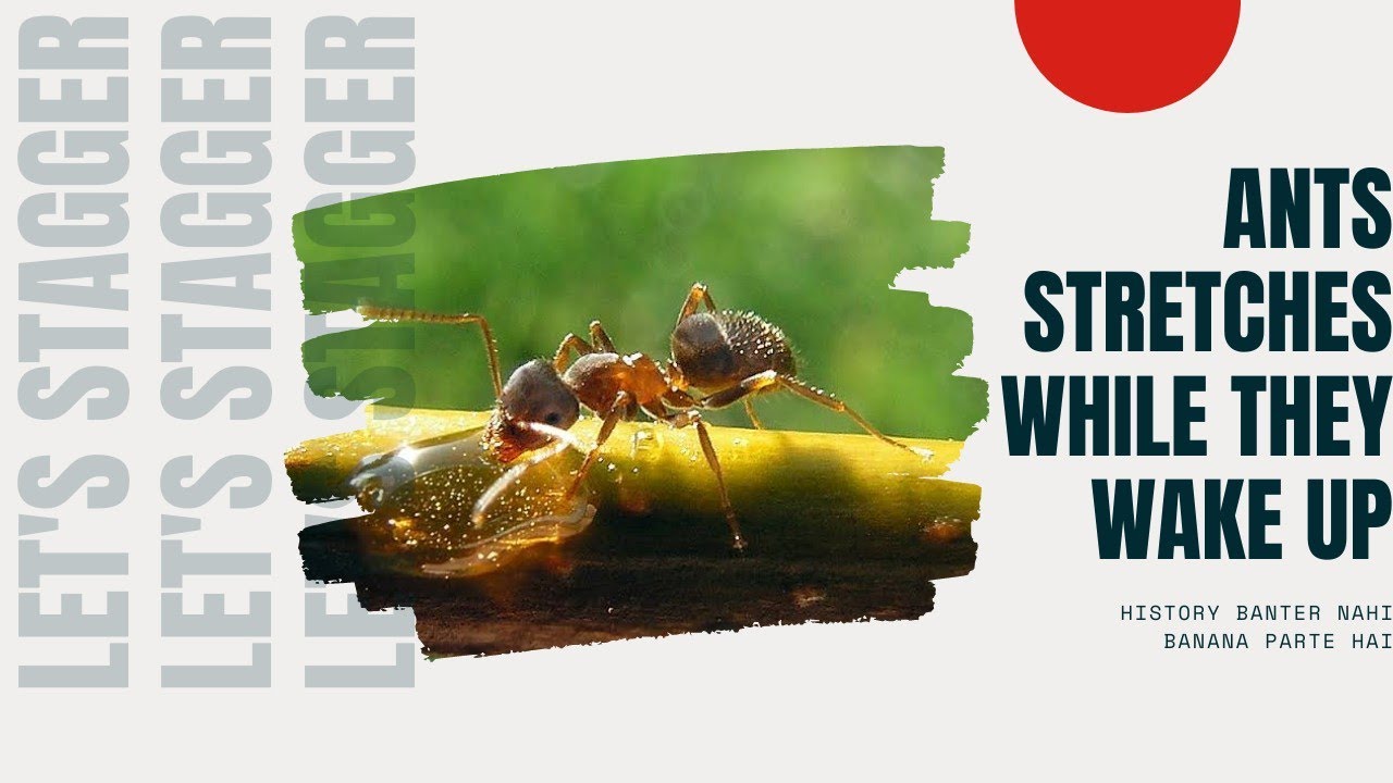 When ants waking up they do stretching!!!!!! - YouTube