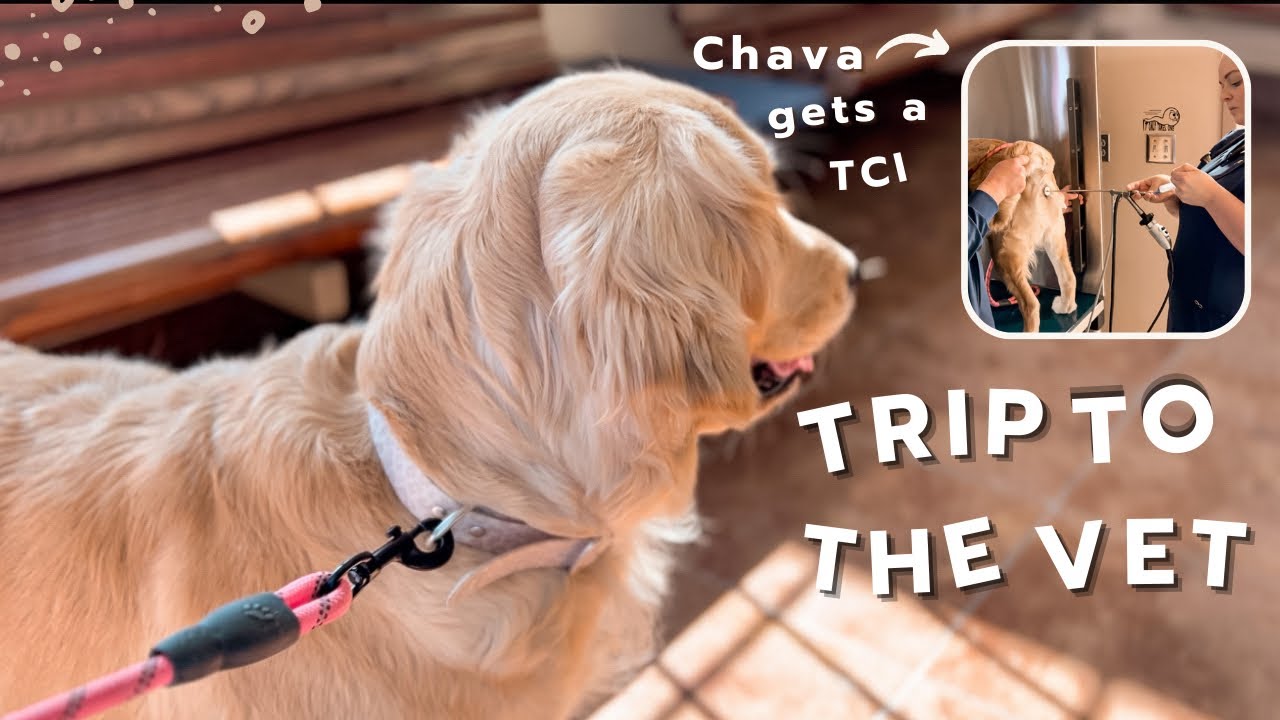 DOING A TCI ON MY GOLDEN RETRIEVER | puppies tag along for dewclaw ...