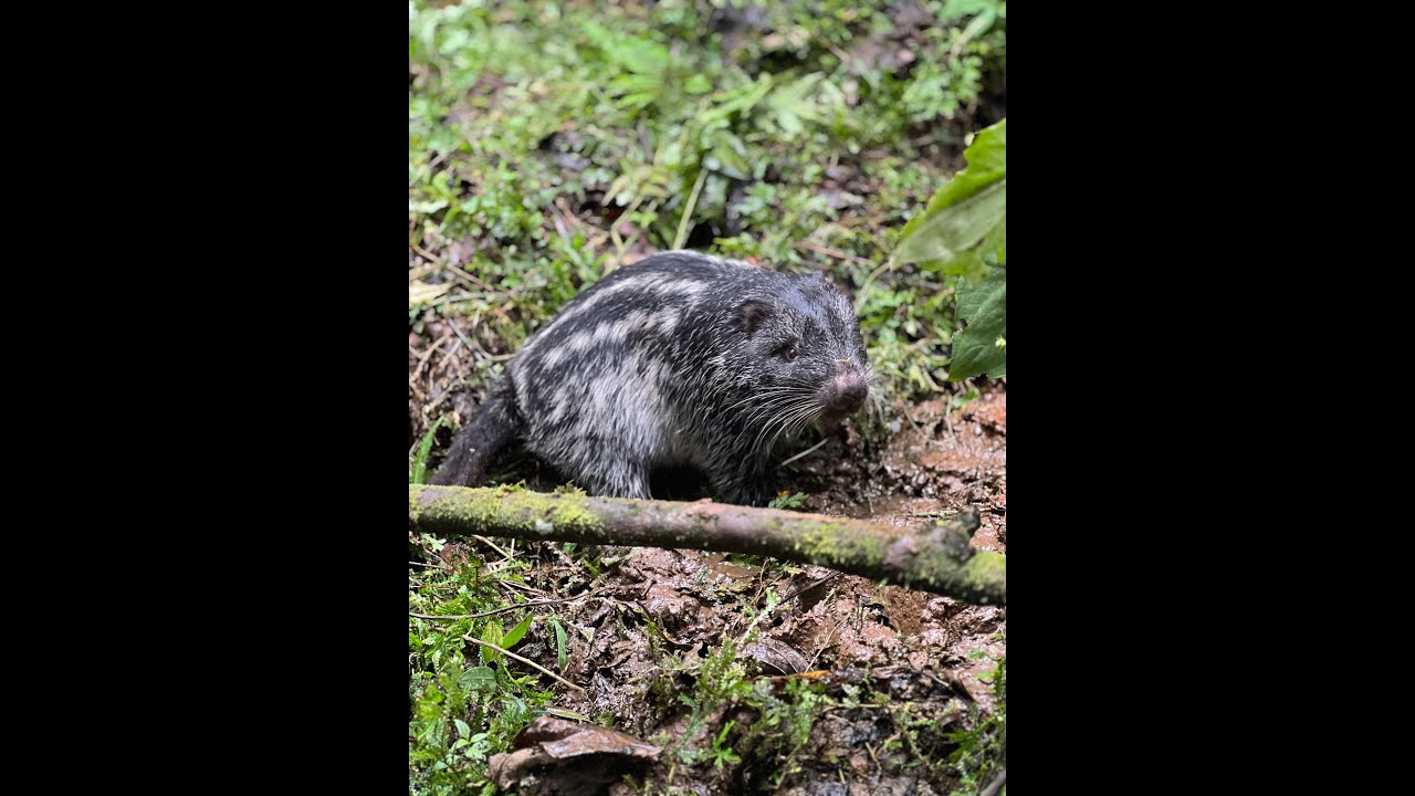 Las pacaranas (Dinomys branickii) - YouTube