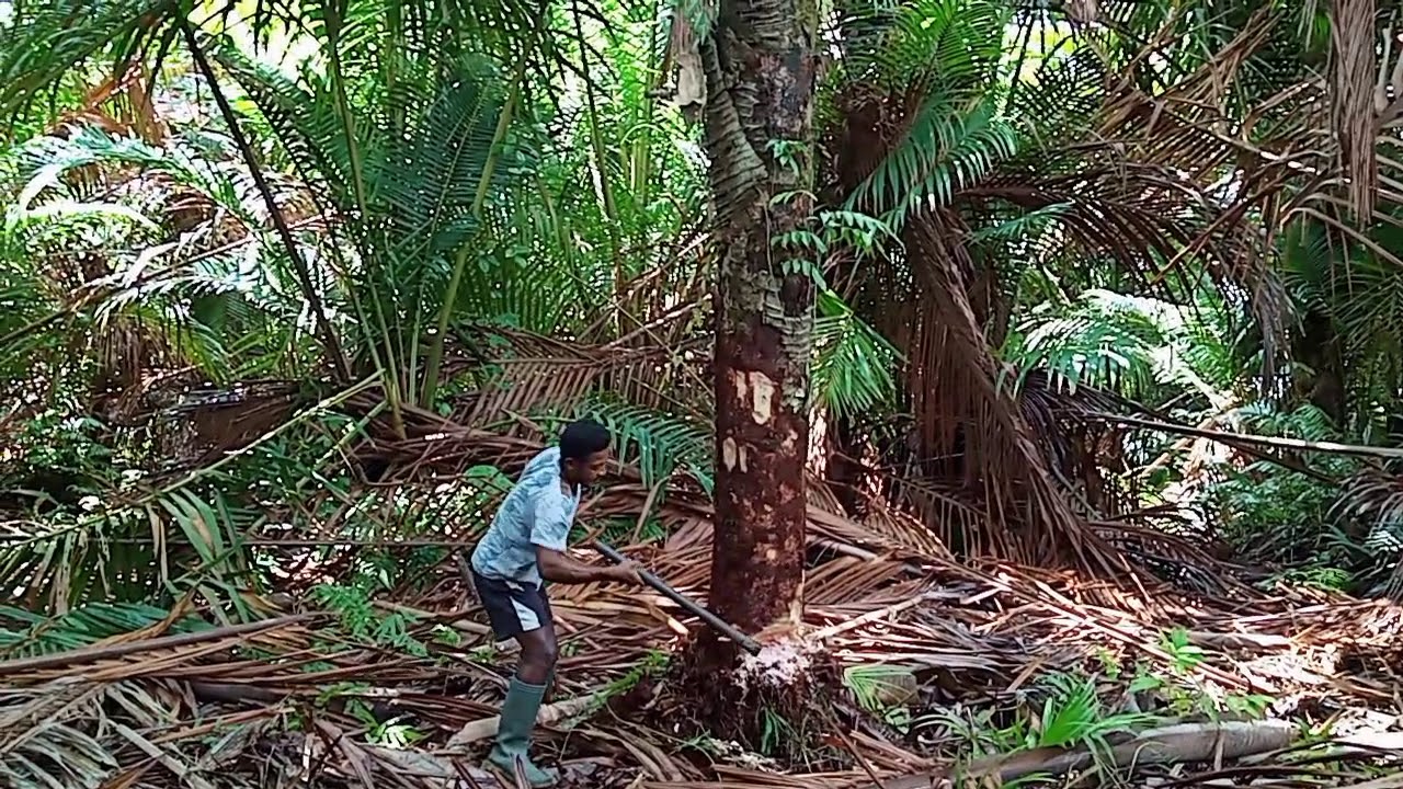 Proses penebangan pohon sagu oleh - YouTube