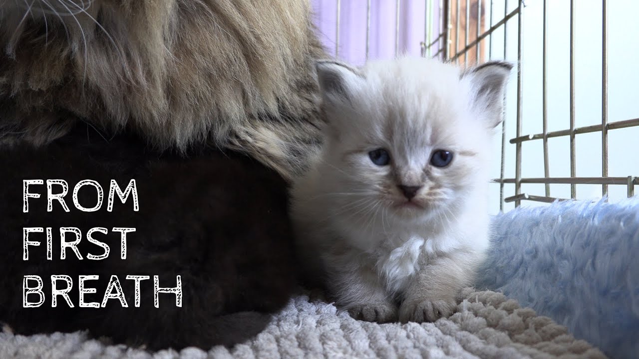Watch how baby kittens grow from birth to adult. - YouTube