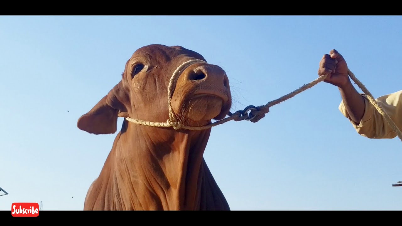 Lal Nukra Vs White Nukra || Star Cattle Farm 2020 || Nukra bull Live ...
