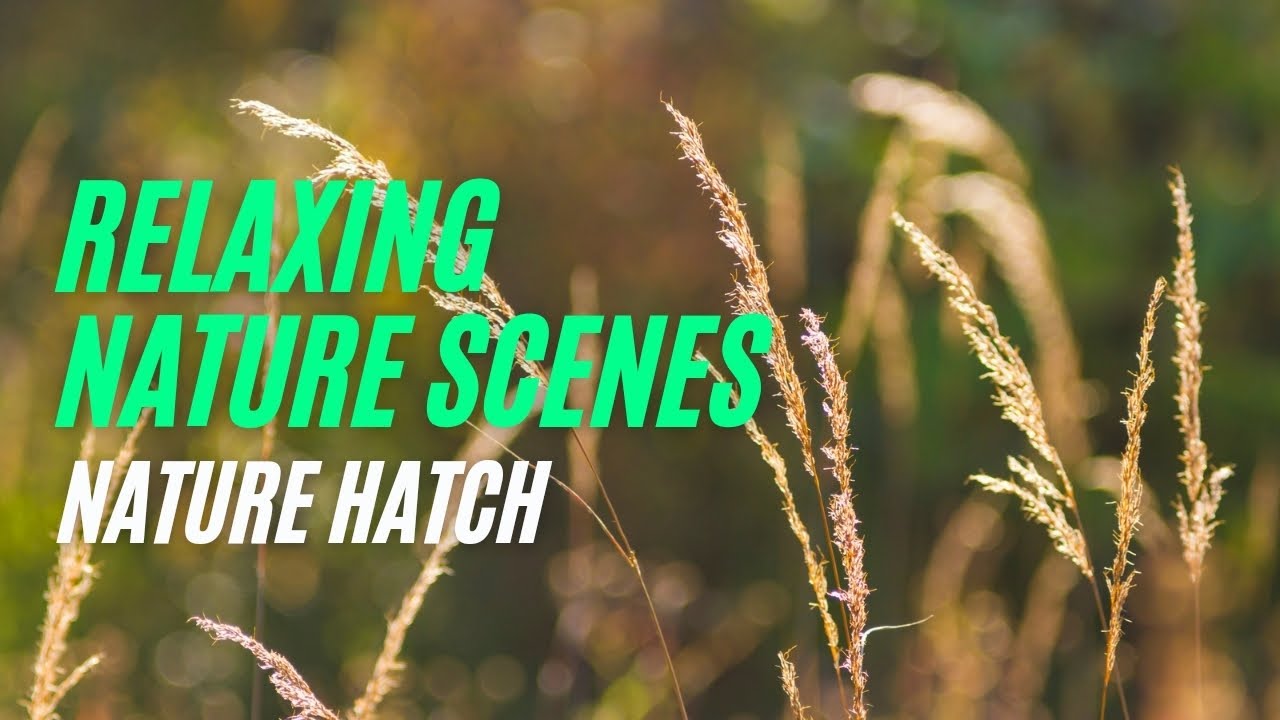 Relaxing Nature Scenes: Soothing Sounds and Stunning Views - Nature ...