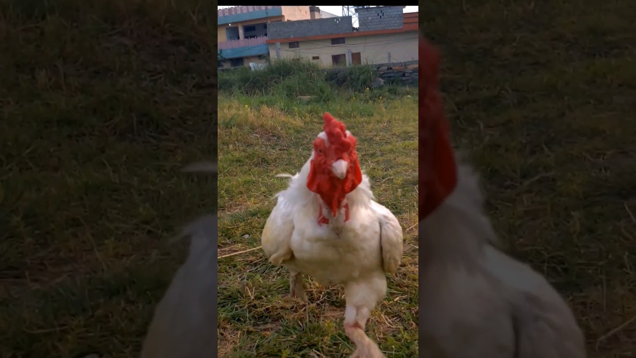 Aseel Murga attack on me (watch till end )😱#aseelmurga #viral # ...