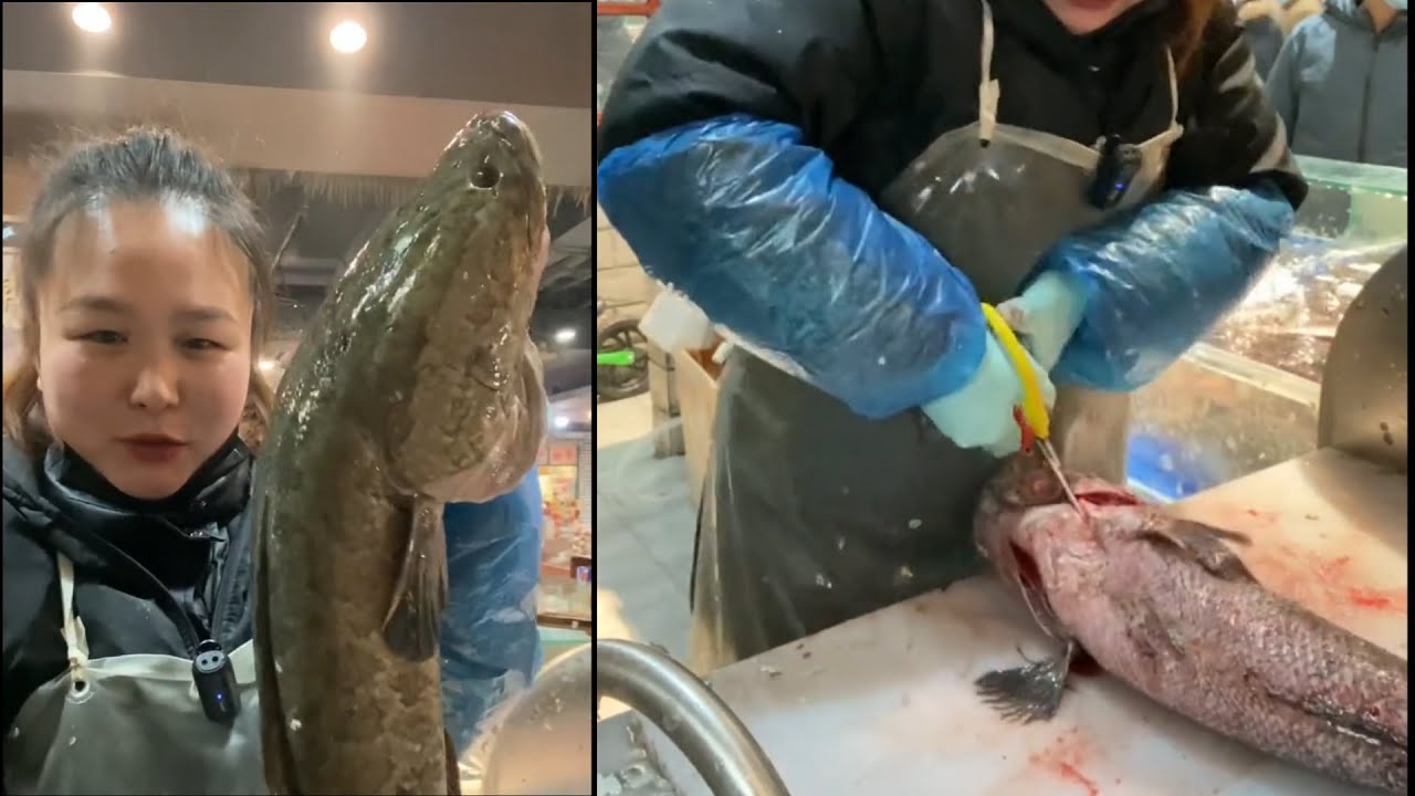 fish cutting skills - big snake head fish cutting by expert fish cutter ...