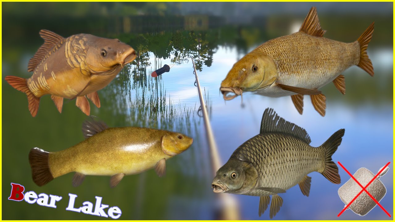 Barbel & Tench & Carp Bear Lake | Russian Fishing 4 - YouTube