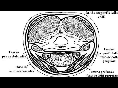 SHEVKUNENKO BOʻYICHA BOʻYIN FASSIYALARI. ШЕВКУНЕНКО БУЙИЧА БУЙИН ...