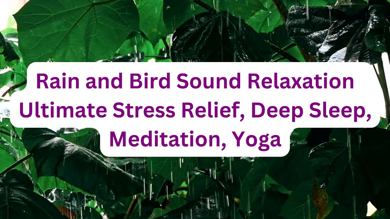 Rain and Bird Sound Relaxation Ultimate Stress Relief, Deep Sleep ...