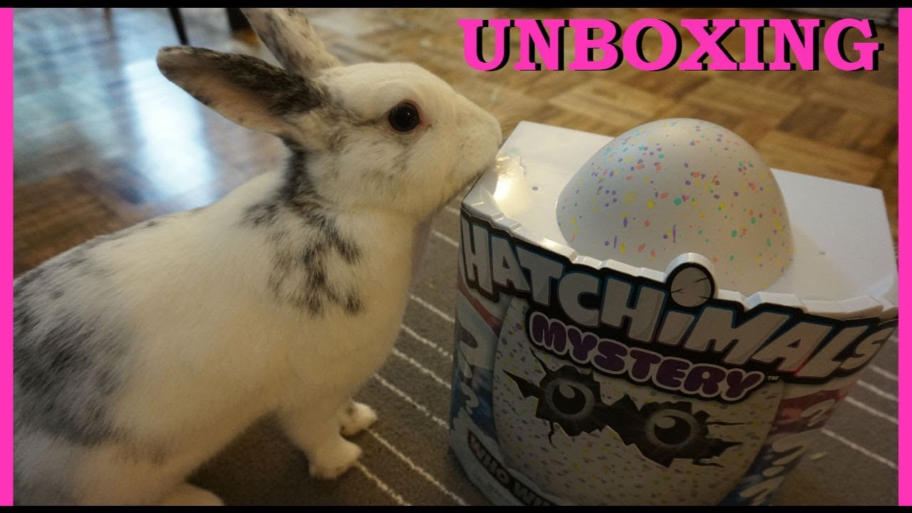 RABBIT Helps UNBOX Hatchimals Mystery - YouTube