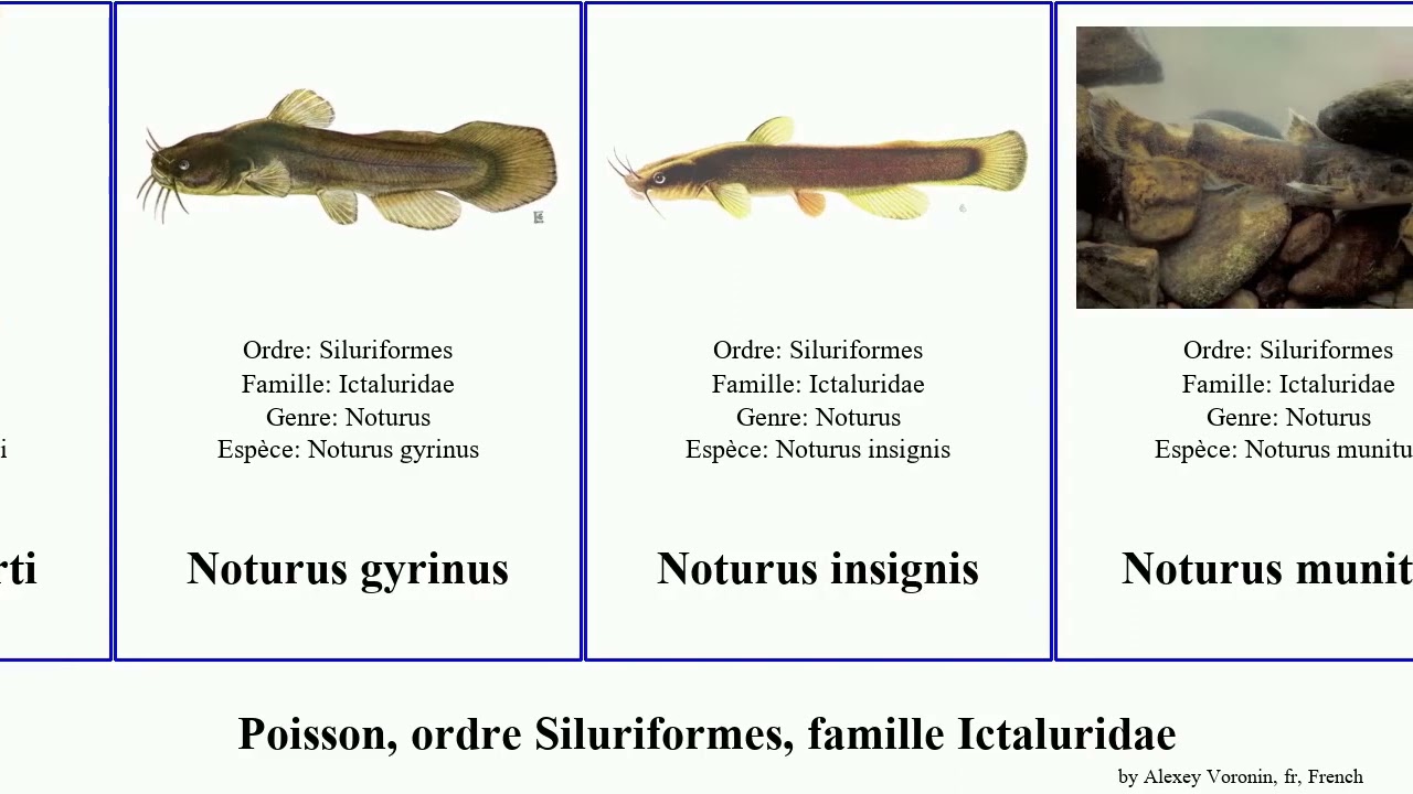 Poisson, ordre Siluriformes, famille Ictaluridae noturus fish bleu ...