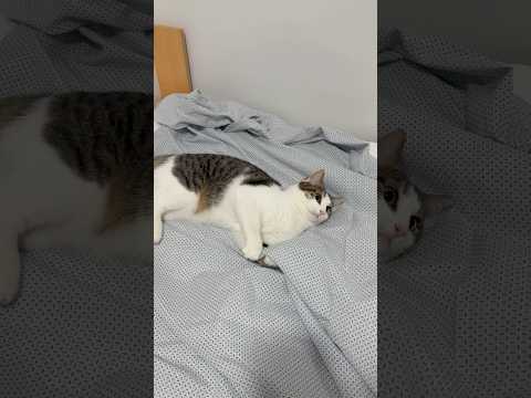 Luna yaramaz misafir çocuğu gibi değil mi🤭😂