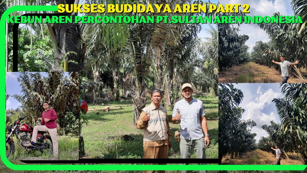 SUKSES BUDIDAYA AREN PART 2 || KEBUN AREN PERCONTOHAN PT. SULTAN AREN ...