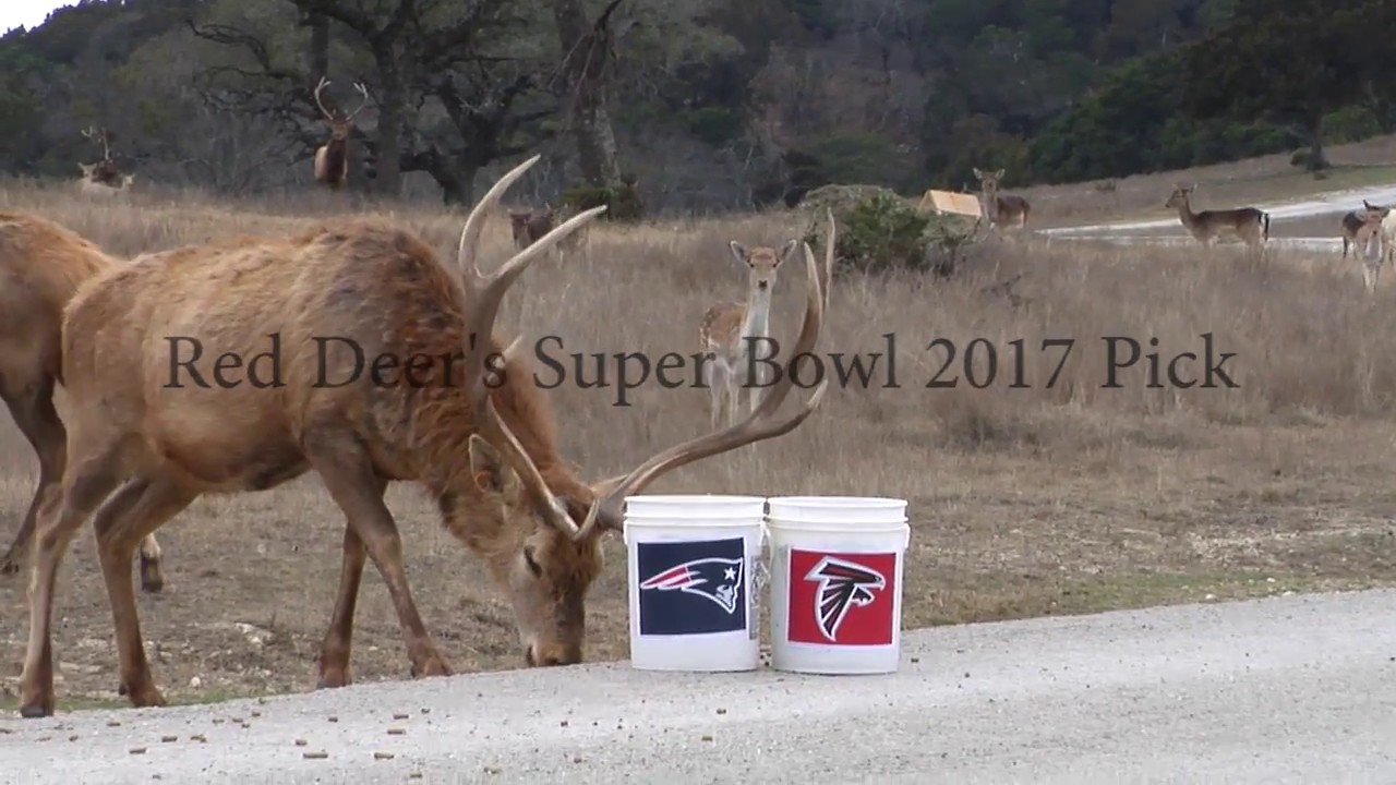 Fossil Rim European red deer makes 2017 Super Bowl pick - YouTube