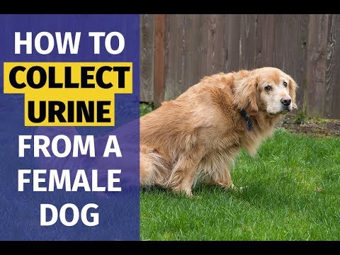 How to Collect a Urine Sample From a Female Dog | Animal Behavior ...