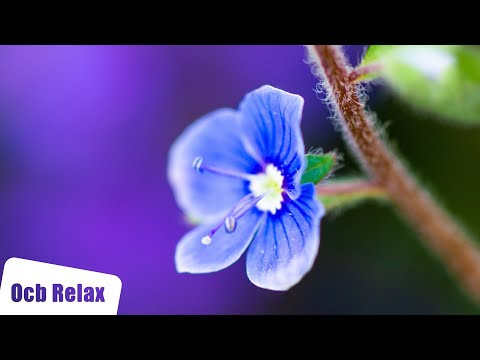12 Hours of Relaxing Music - Piano Music for Stress Relief, Sleep Music, Meditation Music (Lillian)