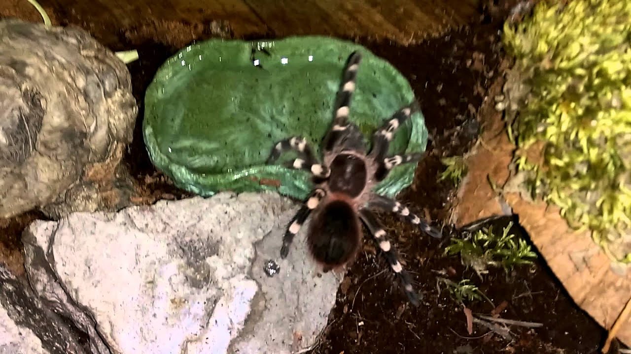 A. geniculata care and feeding video. Brazilian Giant White Knee - YouTube