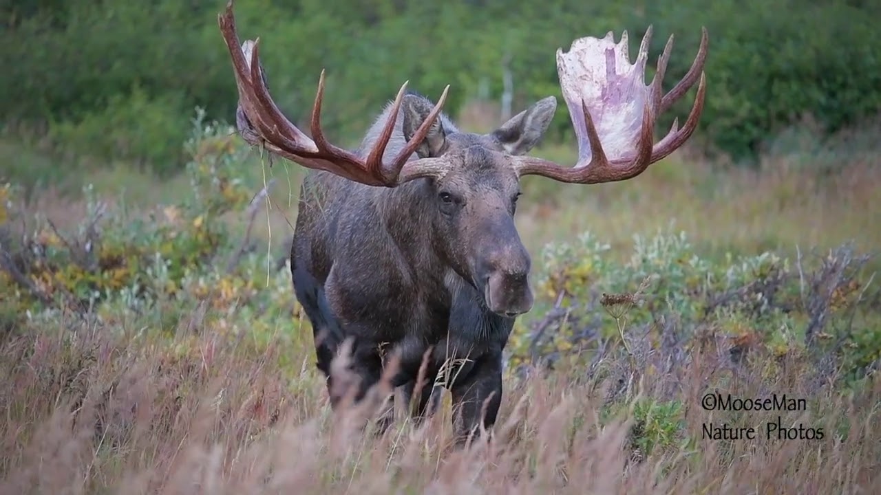 Huge Bull Moose Close Up | MooseMan Video Photography Calendar - YouTube