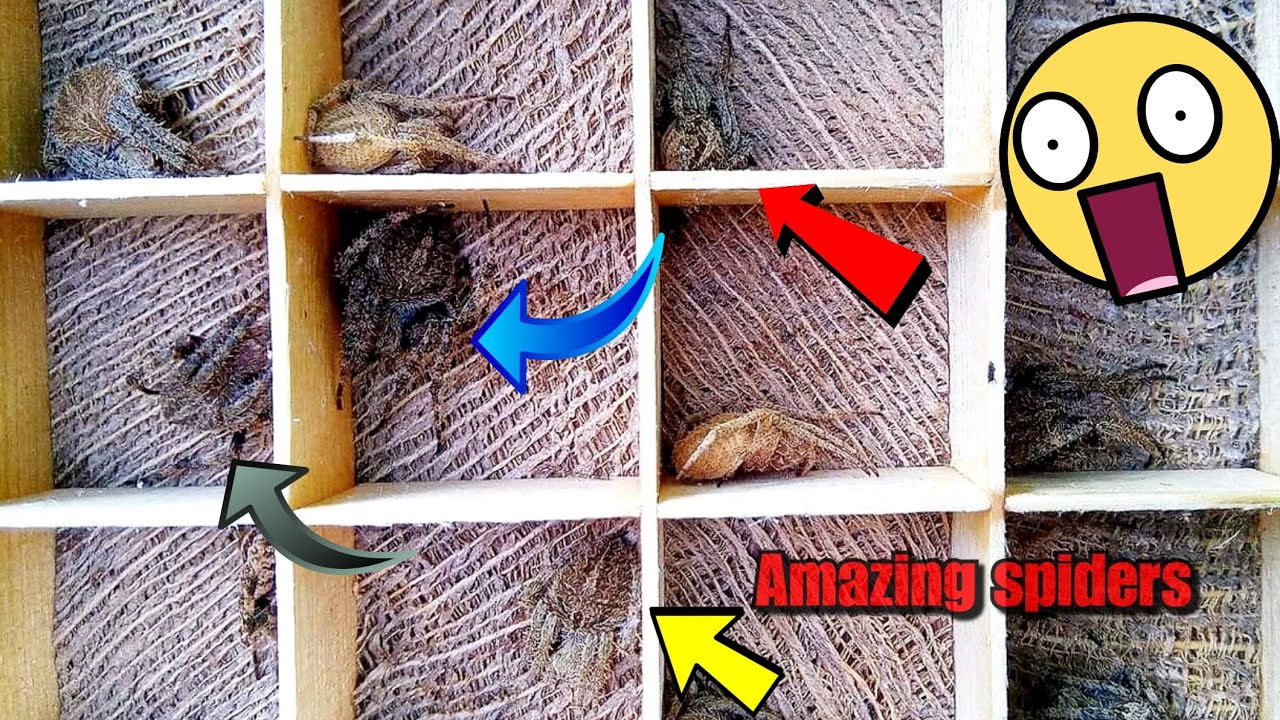 PHILIPPINES SPIDER DERBY *EPIC BATTLE* - YouTube