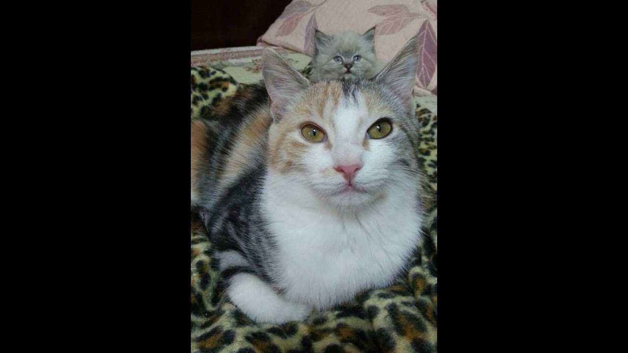 |Egyptian Kittens Baladi |جمال القطط البلدى سكر سكر| - YouTube