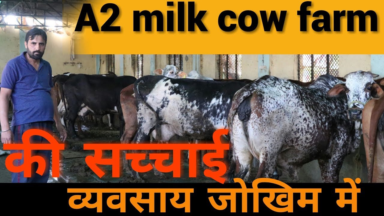 Indian Cow A2 milk breed Dairy bussines in risk | जोखिम में भारतीय गाय ...