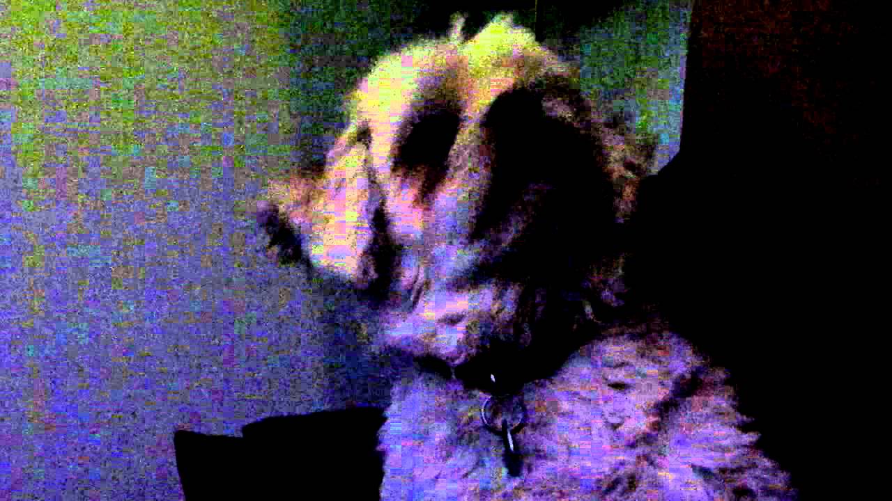 Mishu and Max Talking Dogs - YouTube