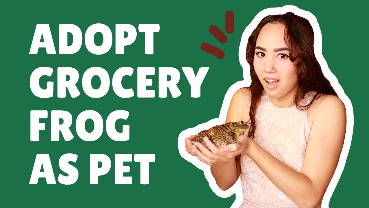 WHAT HAPPENS When You Adopt a MYSTERIOUS Grocery Store FROG as a PET ...