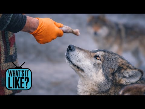 What’s it like when 18 puppies turn out to be half wolf? (Alaska)