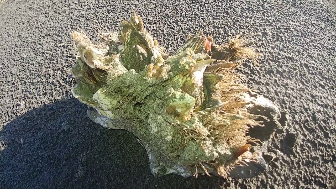 Giant barnacles in action - YouTube