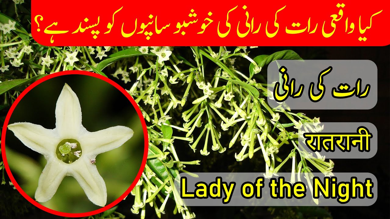 Introduction of Raat ki Rani | رات کی رانی | रातरानी | Lady of the ...