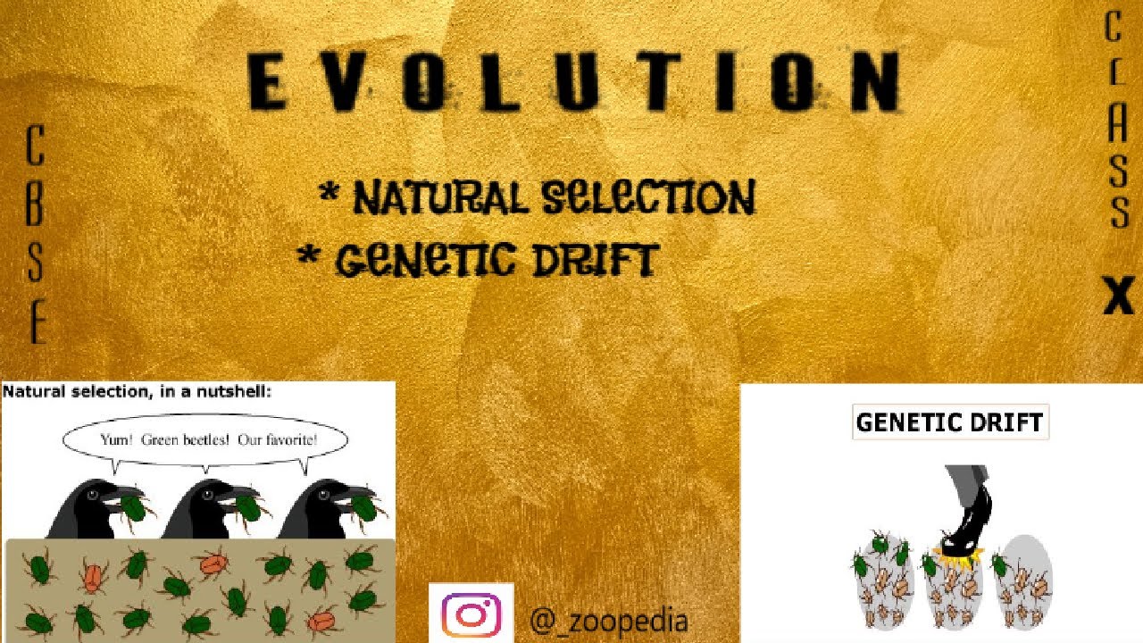 EVOLUTION || NATURAL SELECTION|| GENETIC DRIFT || class 10 || biology ...