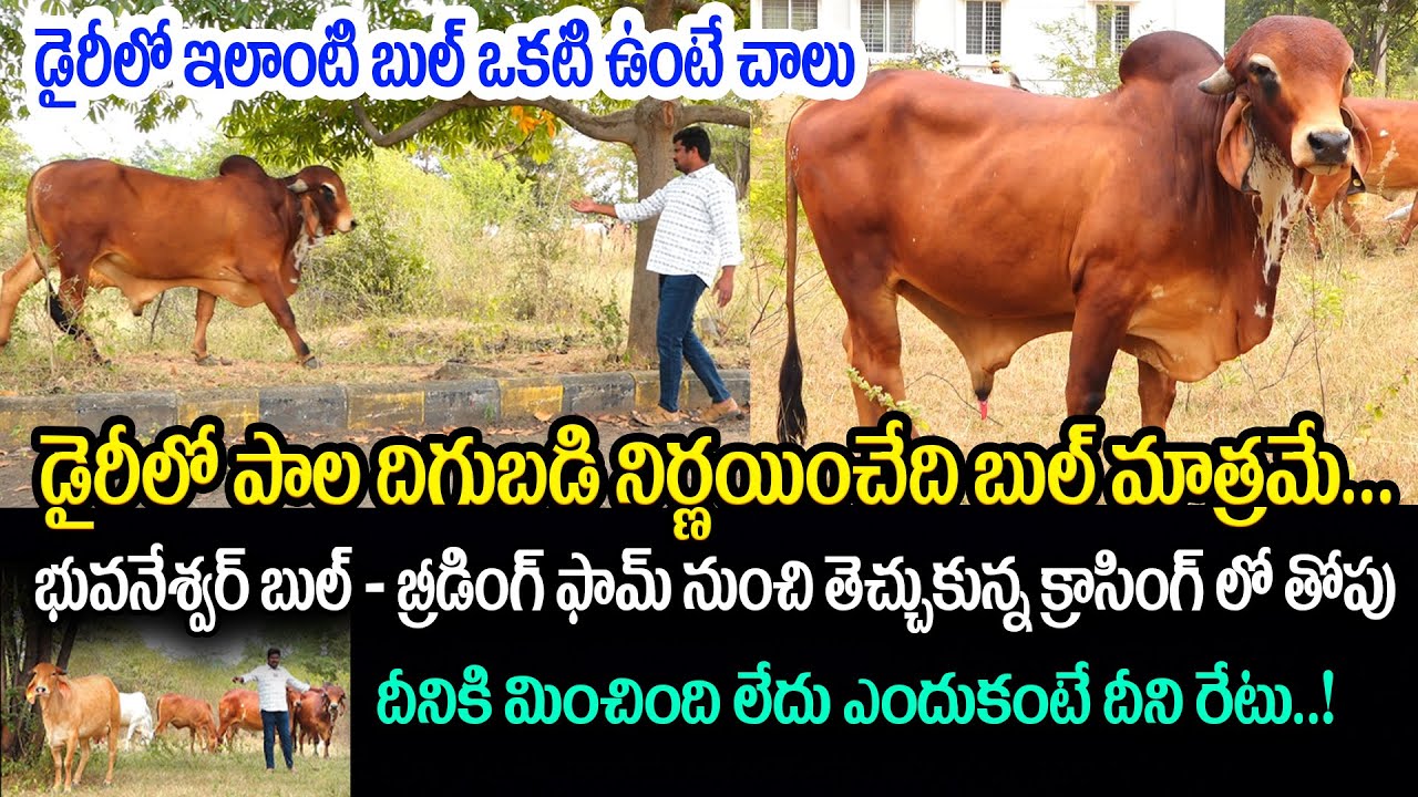 100 శాతం టాప్ క్వాలిటీ బుల్ దీని రేటు 10 లక్షలు | Top Biggest Bull In ...