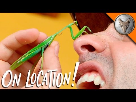 Do Praying Mantises Bite Hurt