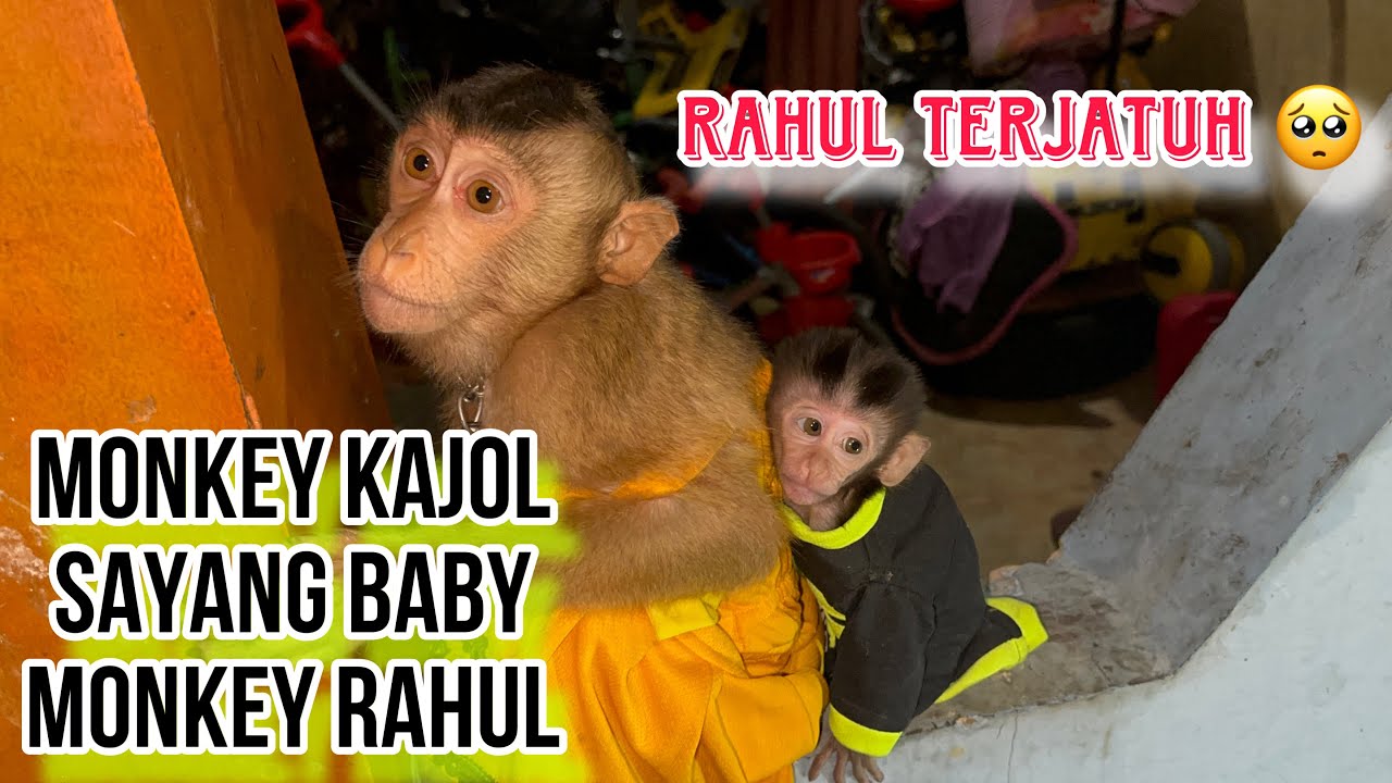 AKHIR NYA MEREKA AKUR JUGA,BABY MONKEY RAHUL DAN MONKEY KAJOL, GAK ...