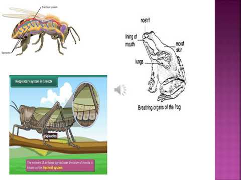 ScienceCLASS7 CH8 PART 3(Respiration in living organisms) - YouTube