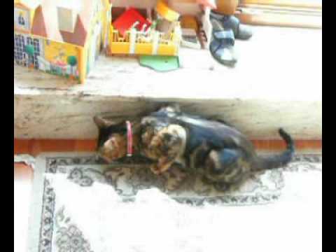Cat eating spider - YouTube