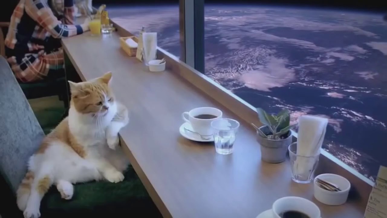Space cat in cafe (10 hours) / Космический кот в кафе (10 часов) - YouTube
