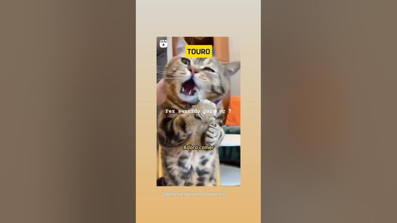 qual-o-signo-do-seu-gato-youtube