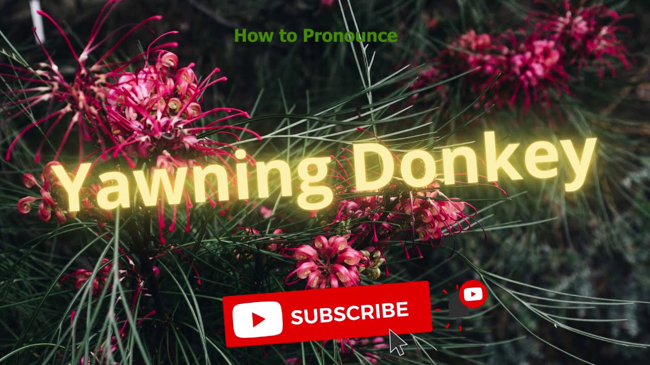 How to pronounce yawning donkey | Meaning of yawning donkey - YouTube