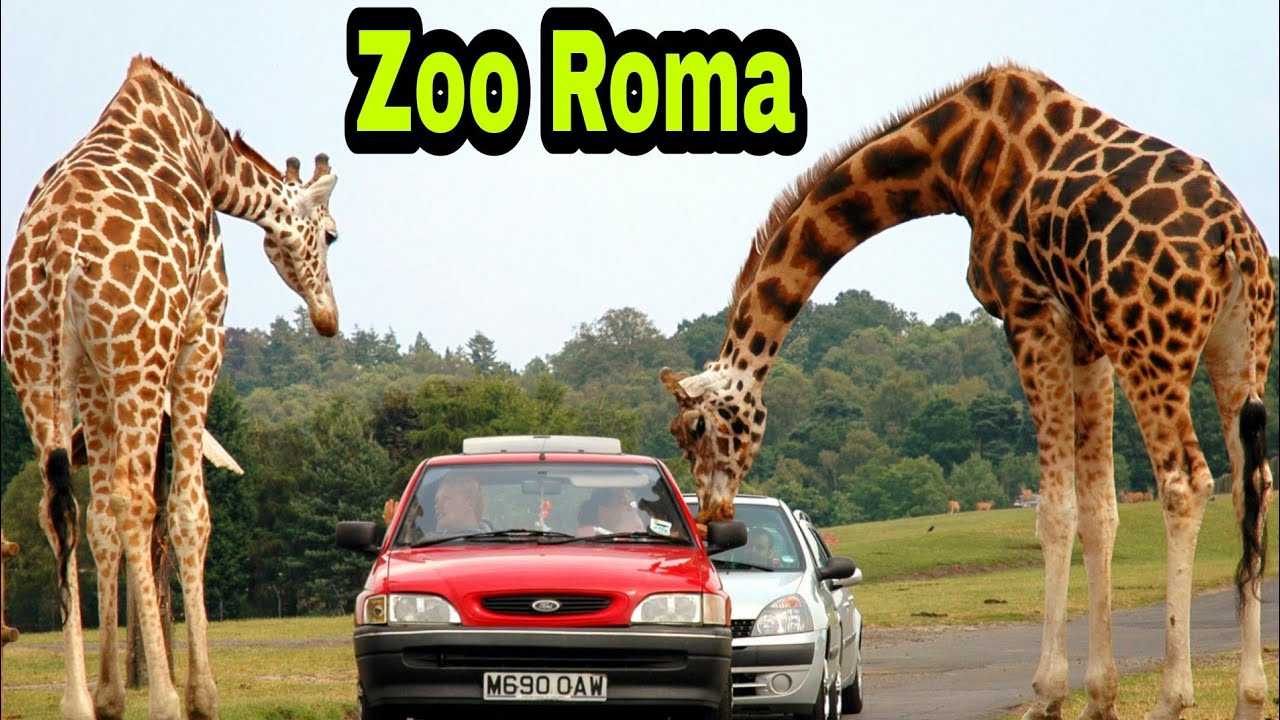 Meet With Longest Animal In The World || Zoo Roma Visiting | Last Parts ...
