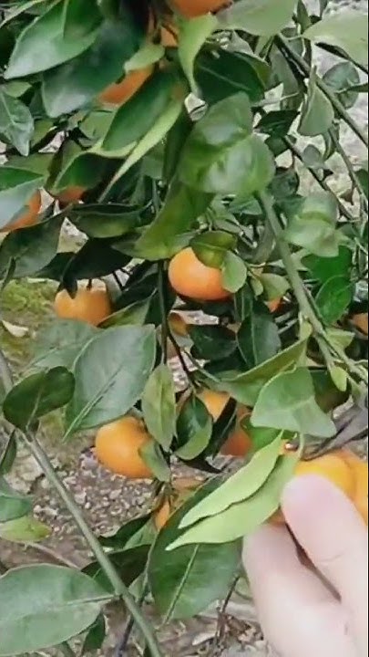 Tabulampot Bibit Jeruk Santang Madu Asli - YouTube