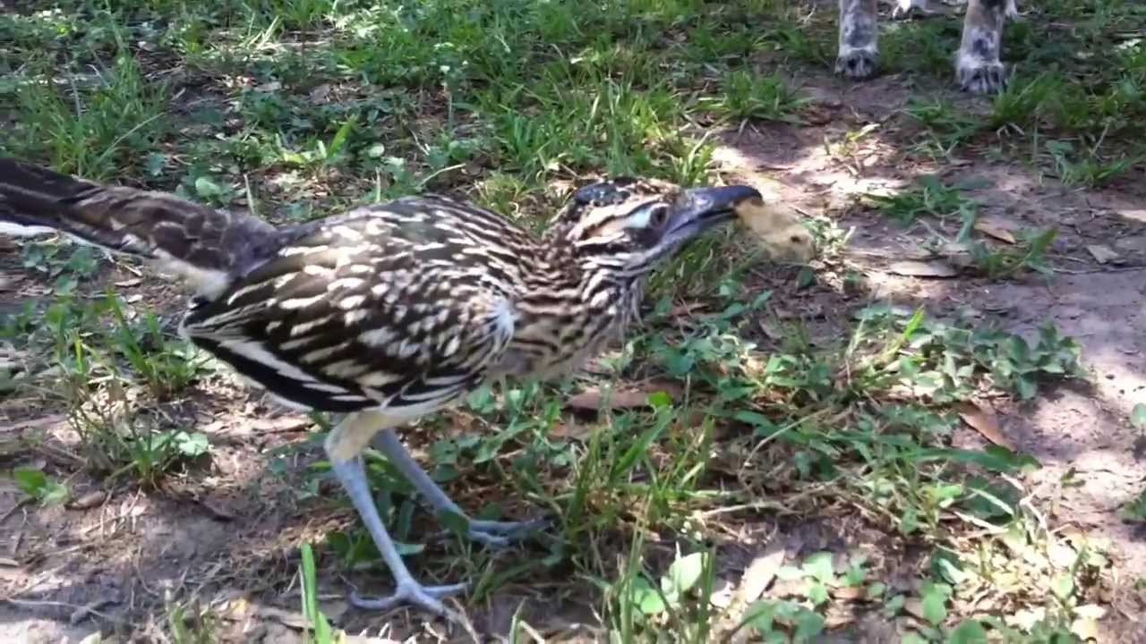 Roadrunner Moments Compilation (eating snake, etc) - YouTube