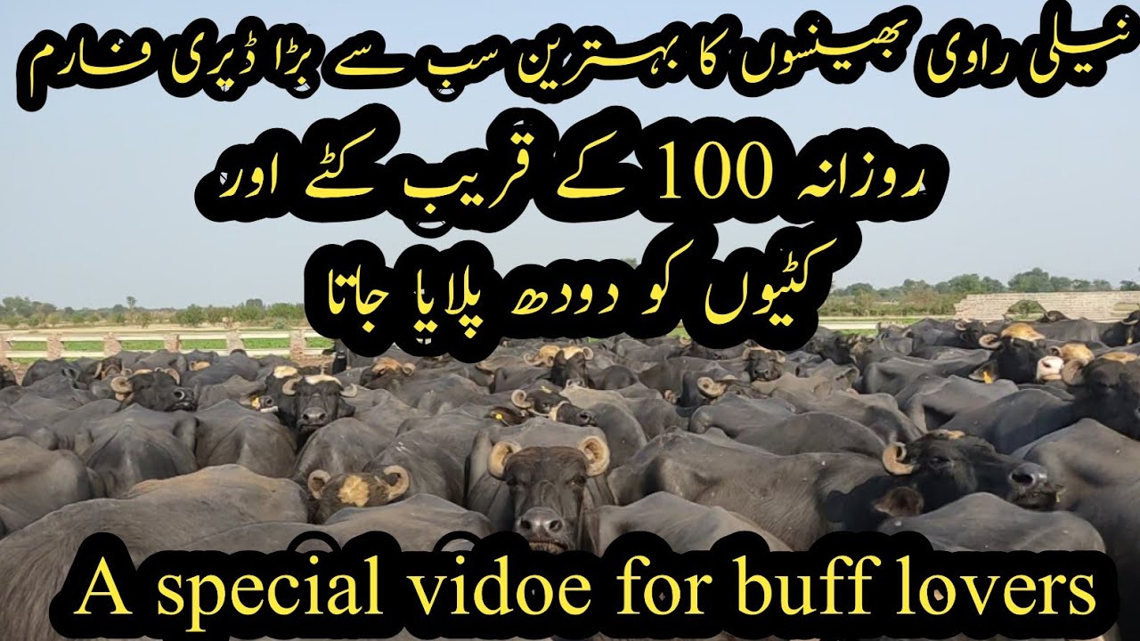Biggest Nili Ravi buffalo Farm visit II Beautiful Nili Ravi buffalo ...