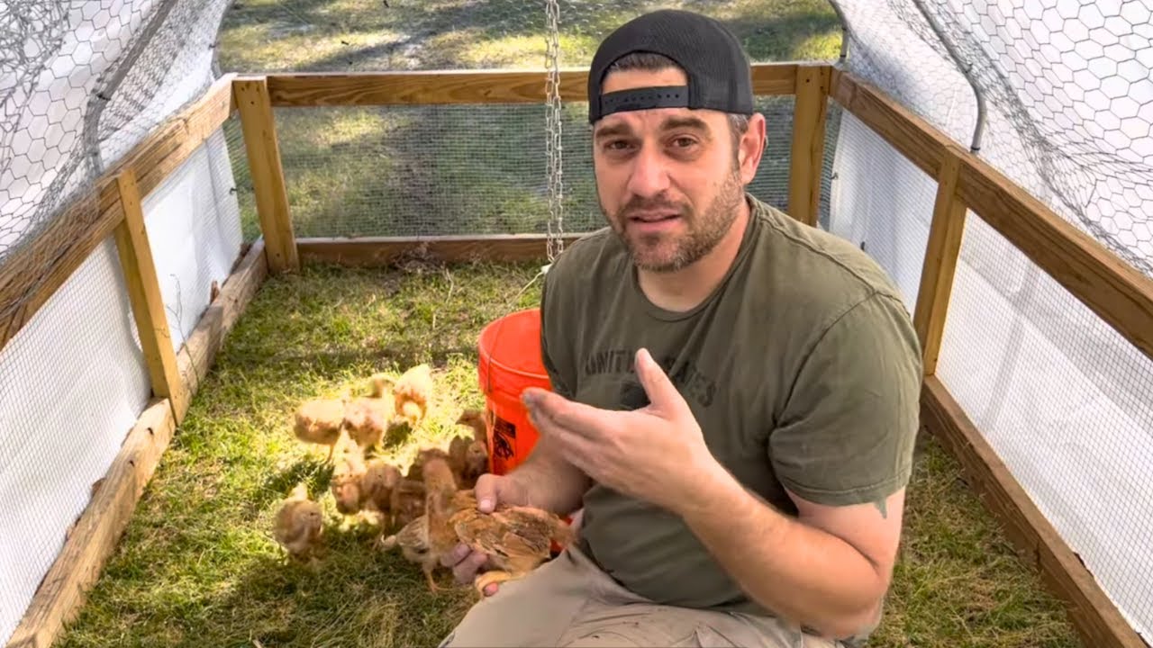 Moving Meat Chicks to our Suscovich Chicken Tractor - YouTube