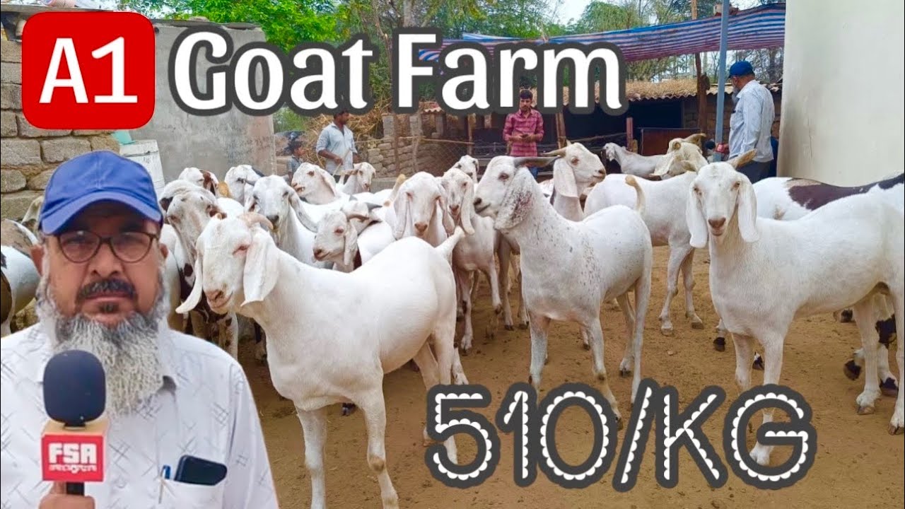 A1 Goat Farm Mehsana, Gujarat Part 1 | Quality Sojat Khassi 510/KG ...