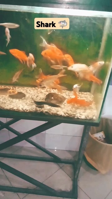 Shark ne sab fish ko kha lia - YouTube