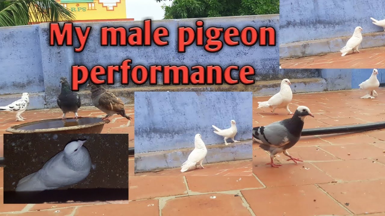 Male pigeon awesome performance, pura dance, #pigeon, #puravalarpu ...